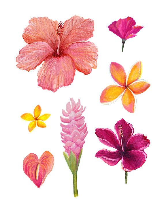 Botanical wall art tropical flowers hibisucs plumeria ginger